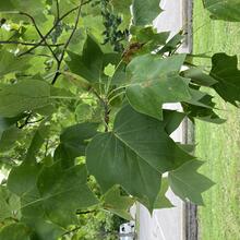 Plant Communities | CMP Tree Selection Tool